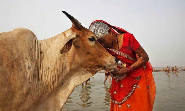 India’s Cow Vigilantism: The other side of the story – Indiafacts
