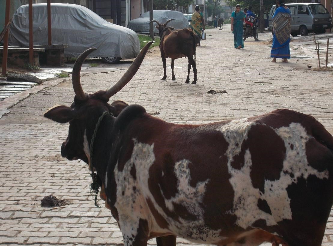 The Magic of Matturu 09 – Indiafacts