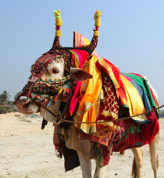 Cow Slaughter And The British Raj – Indiafacts